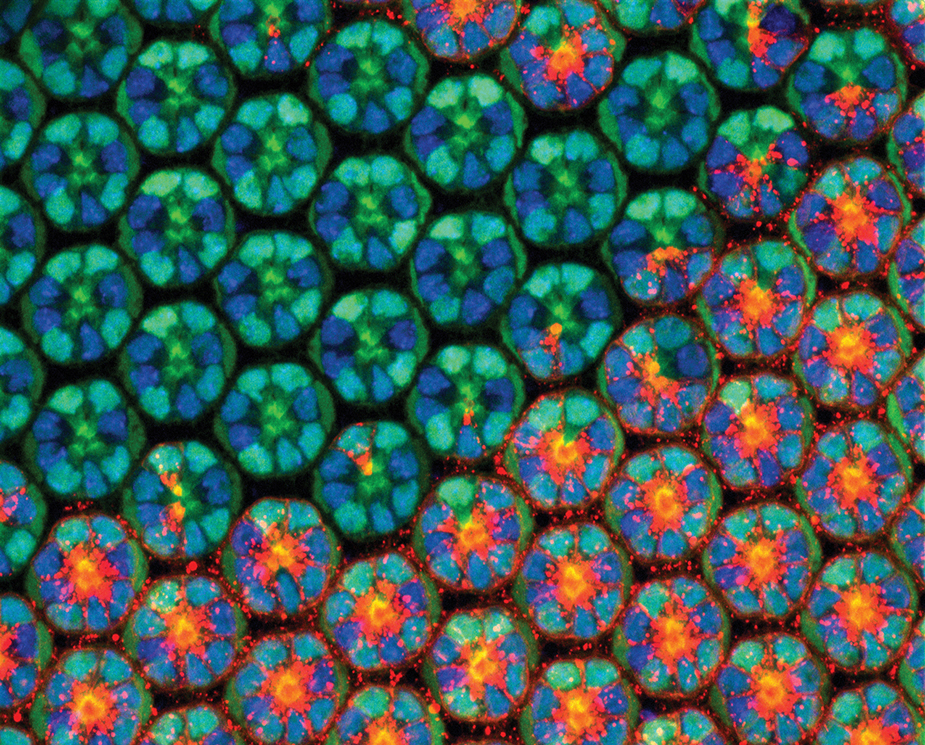 New Institute Builds Bridges Between Mathematics and Biology | Simons ...