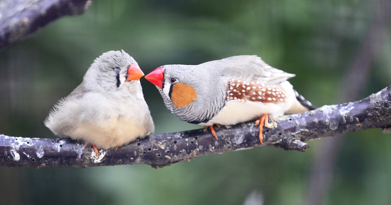 Singing Finches Tell Us How Dopamine Levels Guide Adolescent Learning